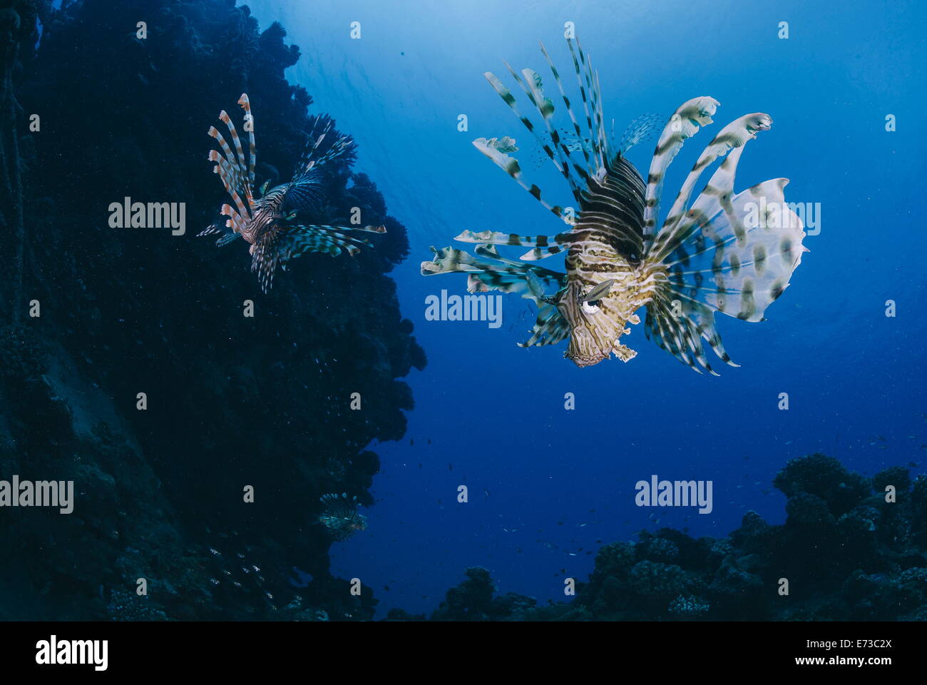 Common lionfish, front view, Naama Bay, Ras Mohammed National Park ...