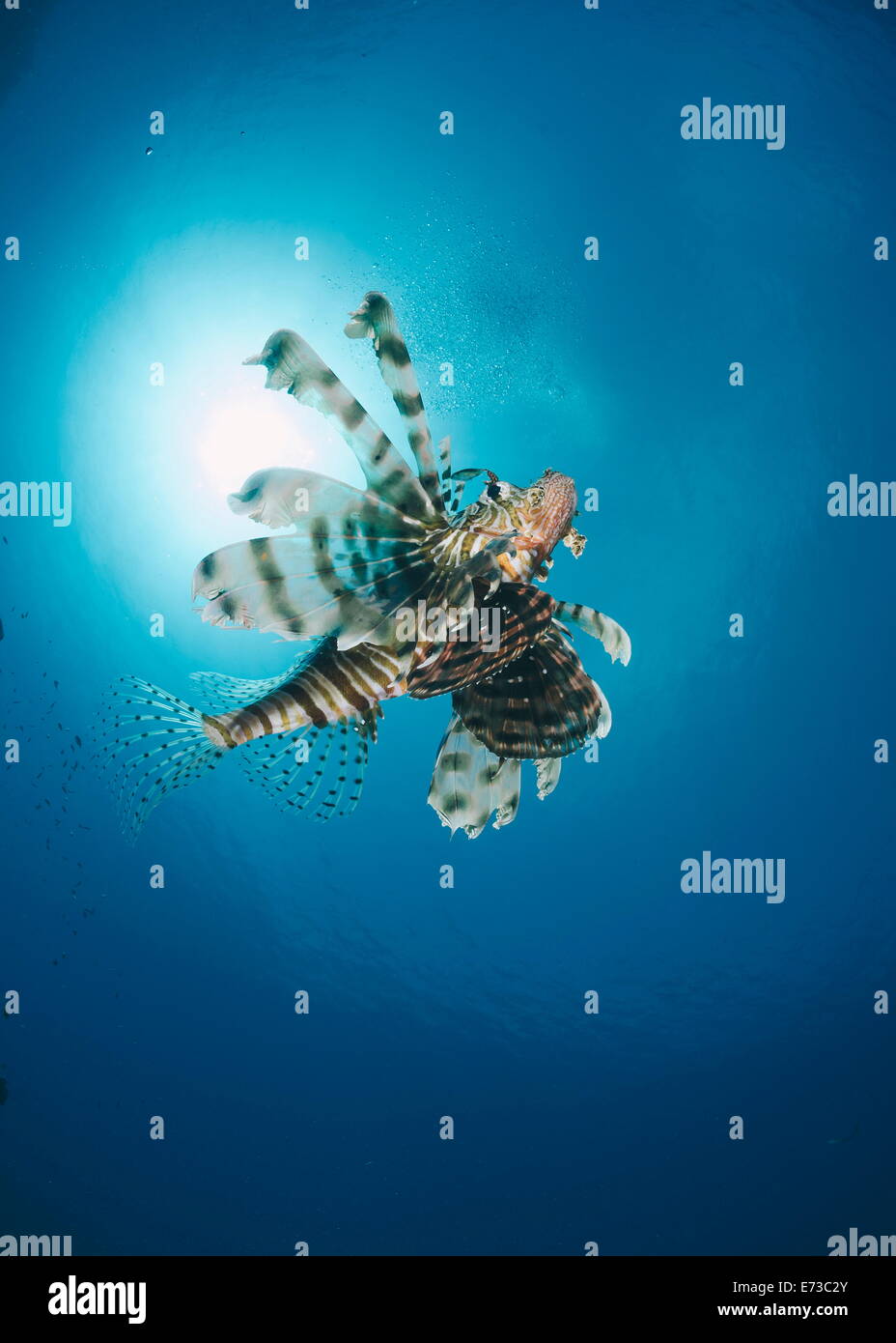 Common lionfish (Pterois miles) from below, back-lit by the sun, Naama ...