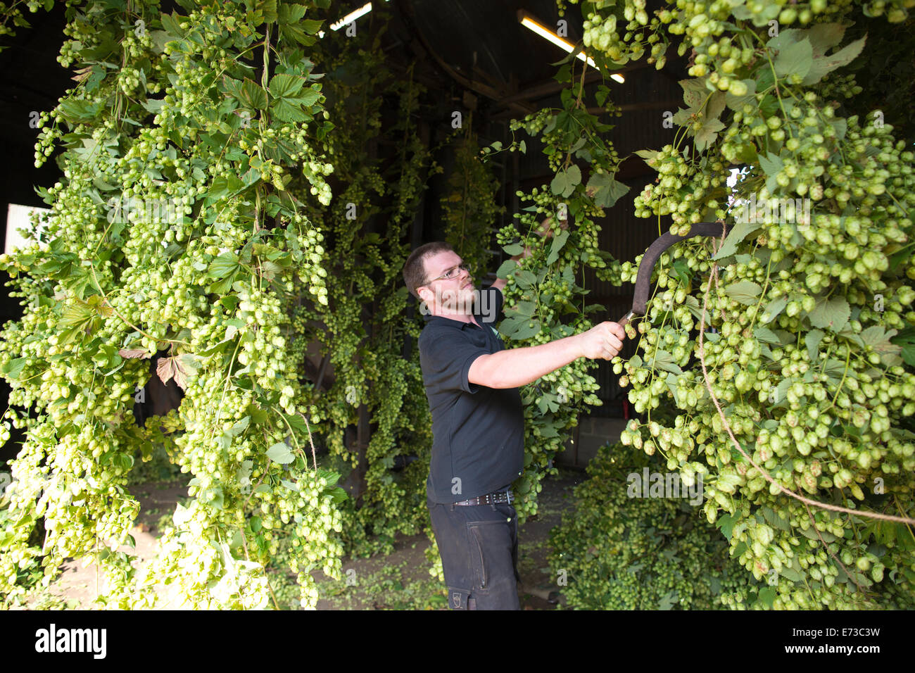 Hops being harvested ready to be exported to breweries for beer ...