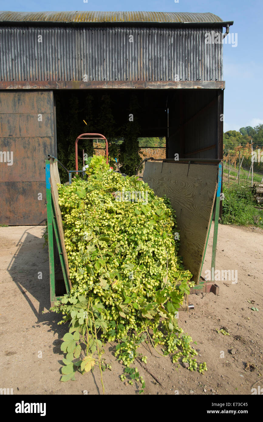 Hops being harvested ready to be exported to breweries for beer ...