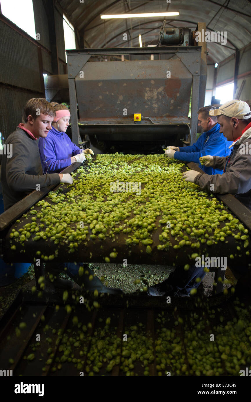 Hops being harvested ready to be exported to breweries for beer ...