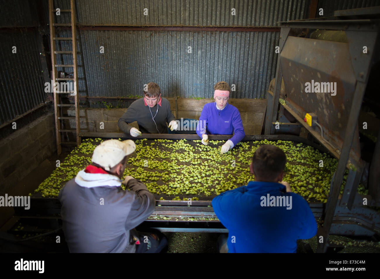 Hops being harvested ready to be exported to breweries for beer ...