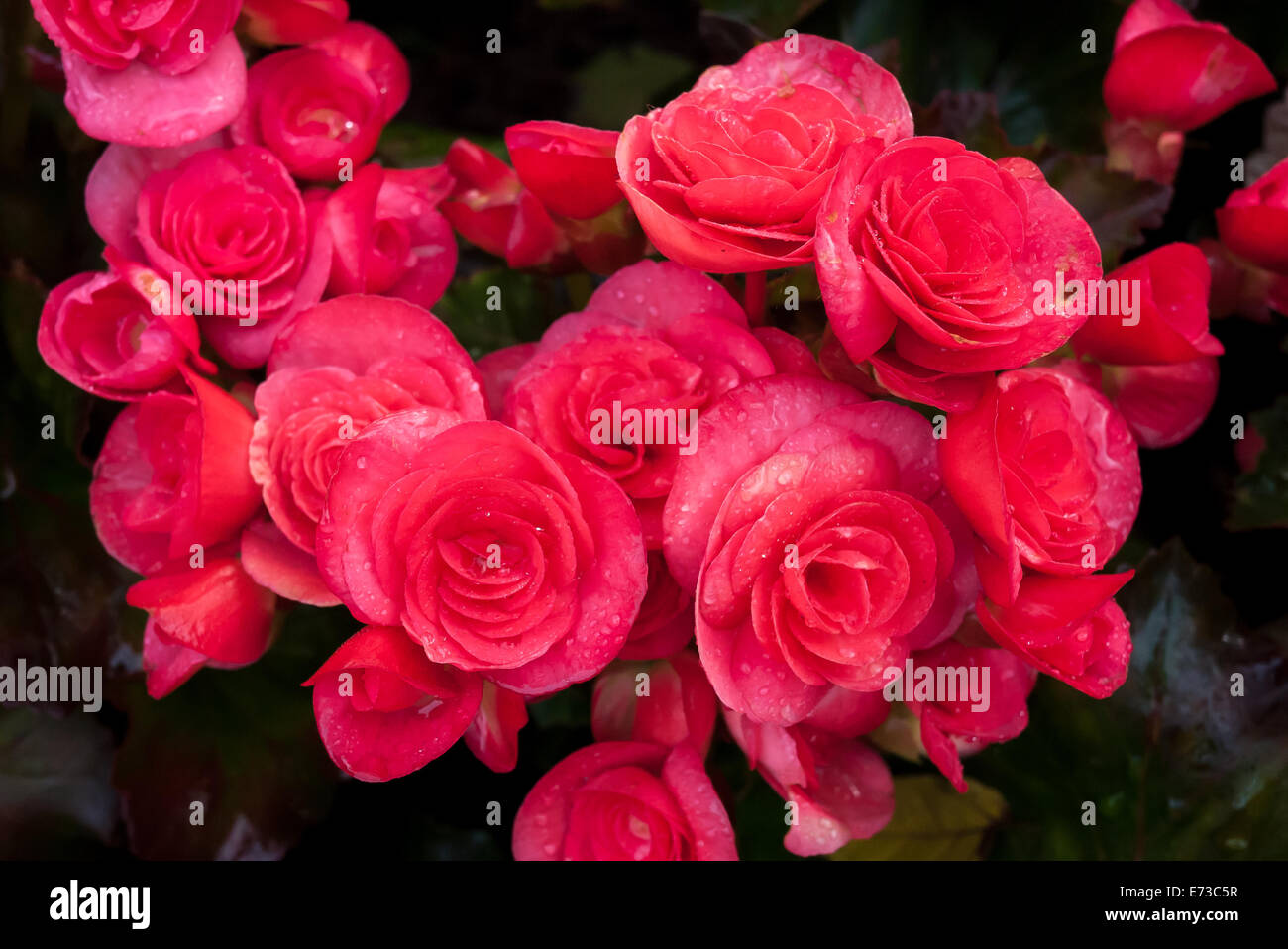 Beautiful background of flowers big begonias Stock Photo - Alamy