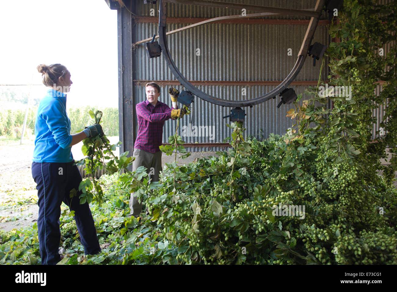 Hops production hi-res stock photography and images - Alamy