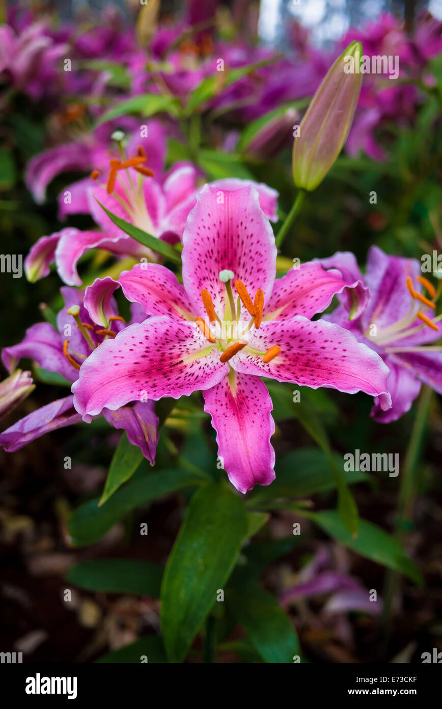 Pink lilles hi-res stock photography and images - Alamy