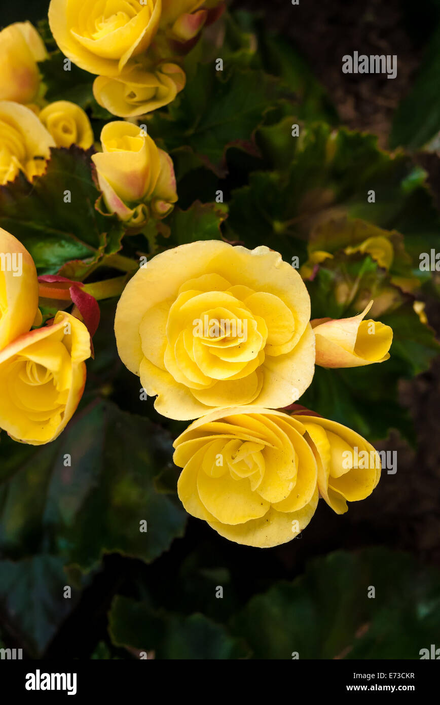 Beautiful background of flowers big begonias Stock Photo - Alamy