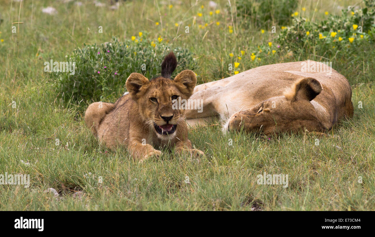 Lionness africa hi-res stock photography and images - Alamy