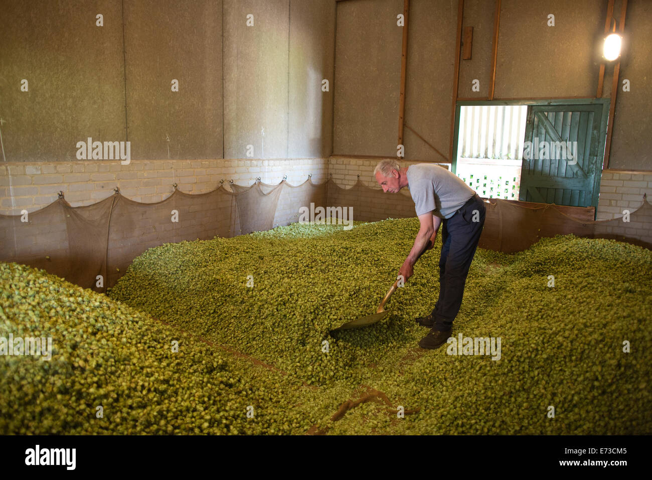 Hops production hi-res stock photography and images - Alamy