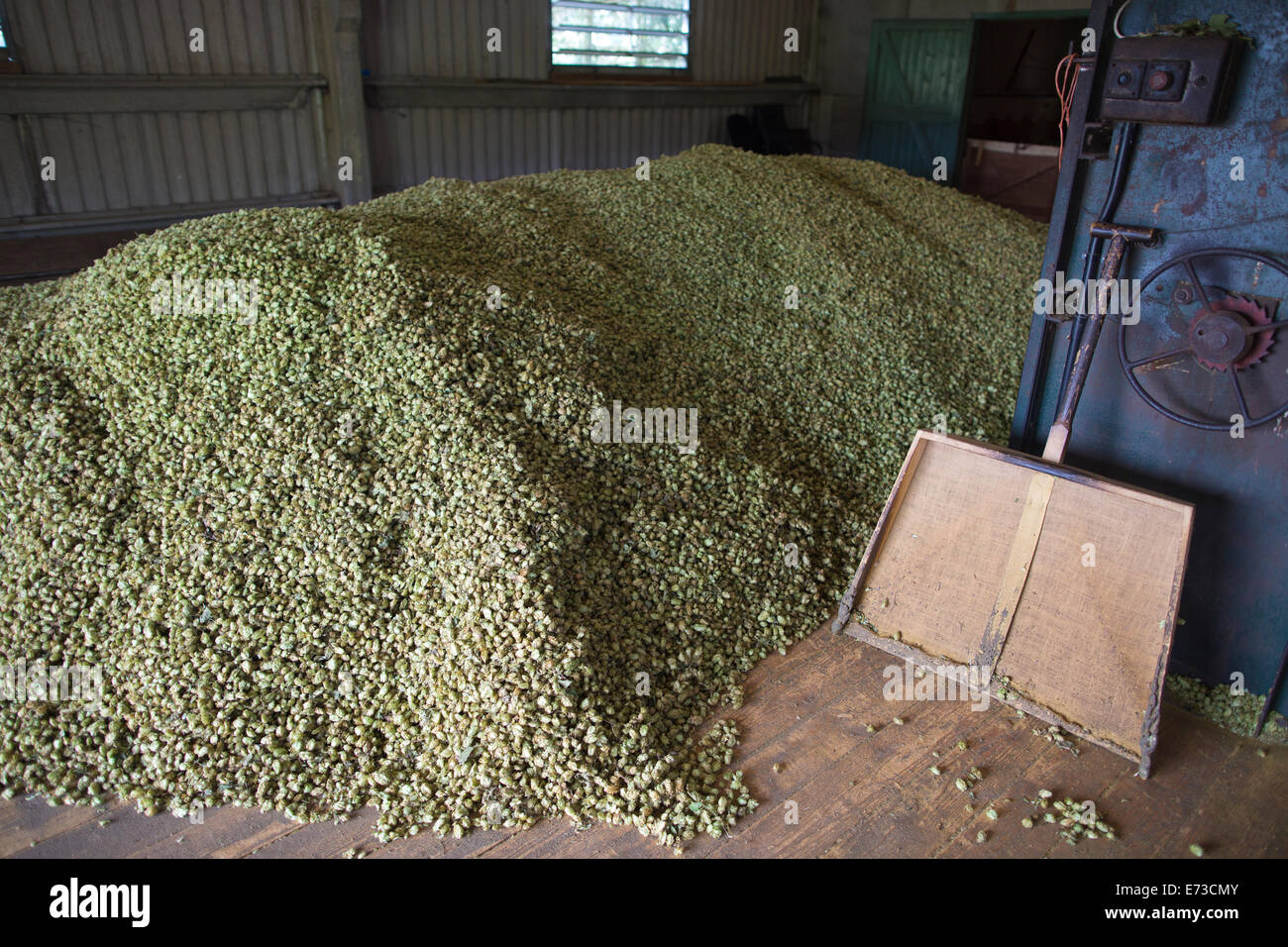 Hops being harvested ready to be exported to breweries for beer ...