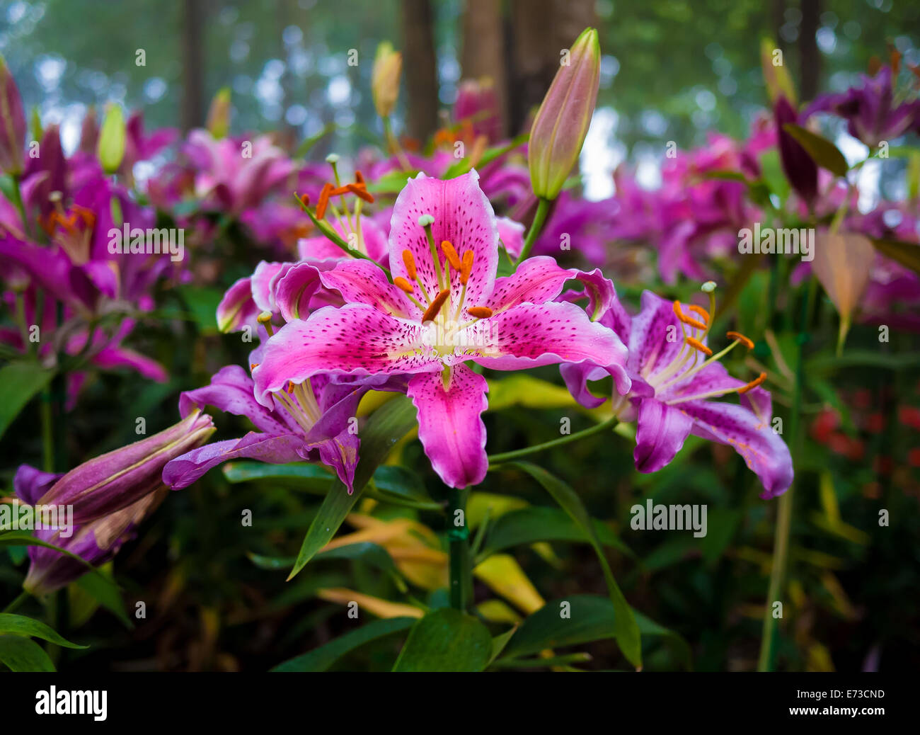 Pink lilles hi-res stock photography and images - Alamy