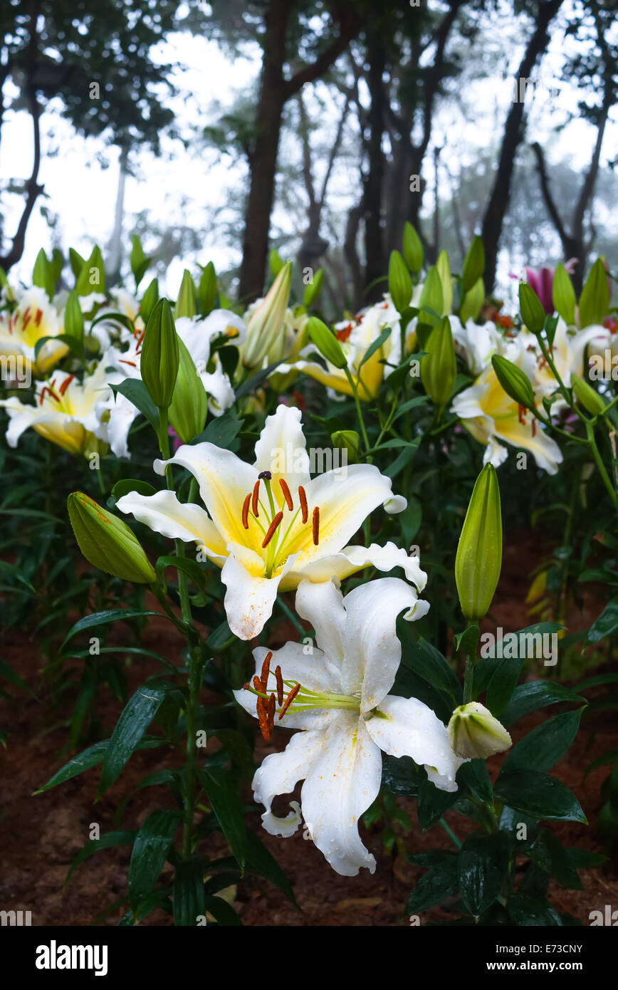 White lilles in flower garden Stock Photo - Alamy