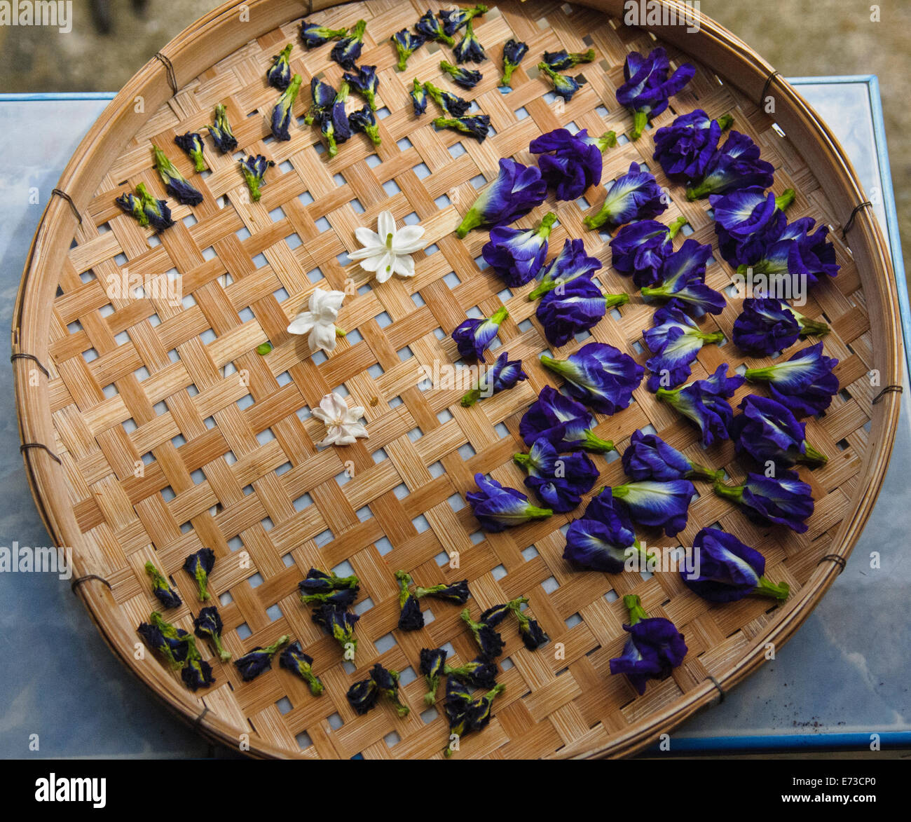 Clitoria ternatea or butterfly pea flowers Stock Photo - Alamy