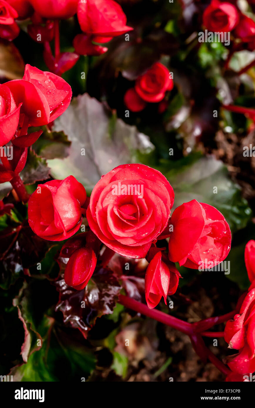 Beautiful background of flowers big begonias Stock Photo - Alamy