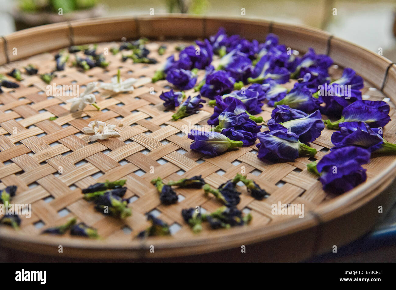 Clitoria ternatea hi-res stock photography and images - Alamy