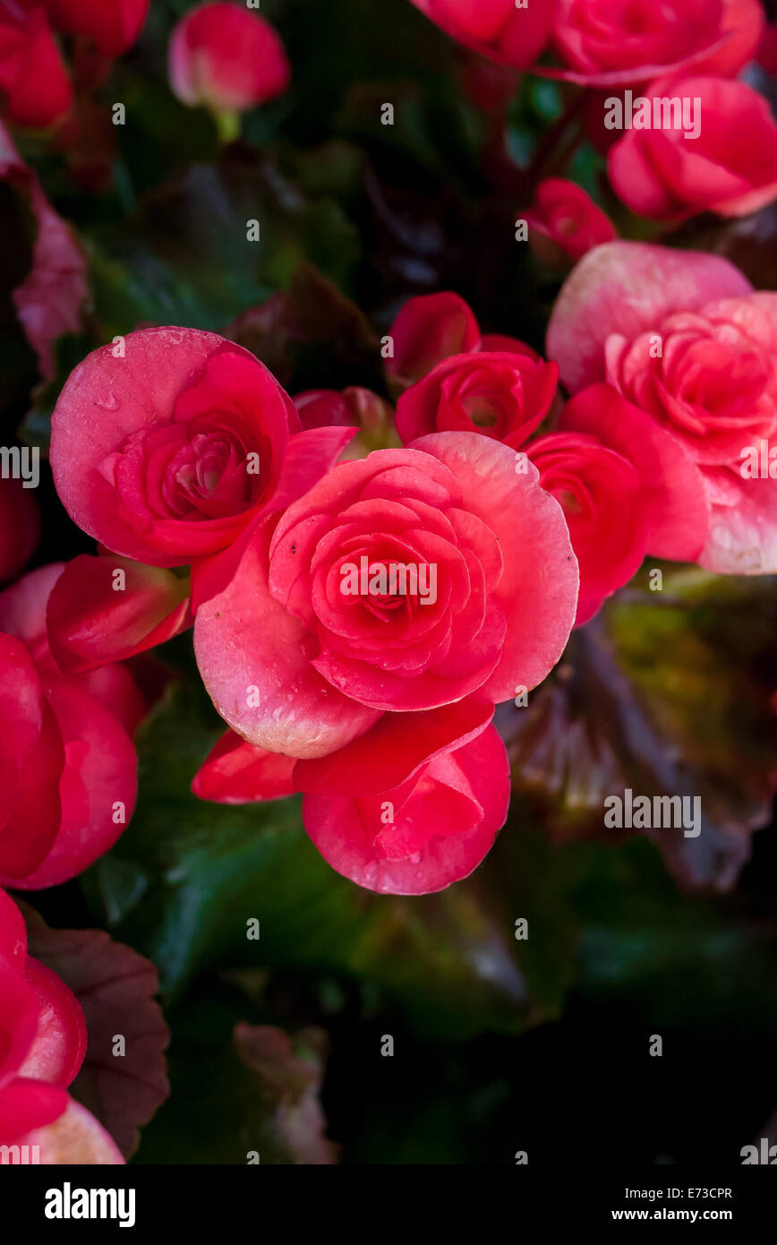 Beautiful background of flowers big begonias Stock Photo - Alamy