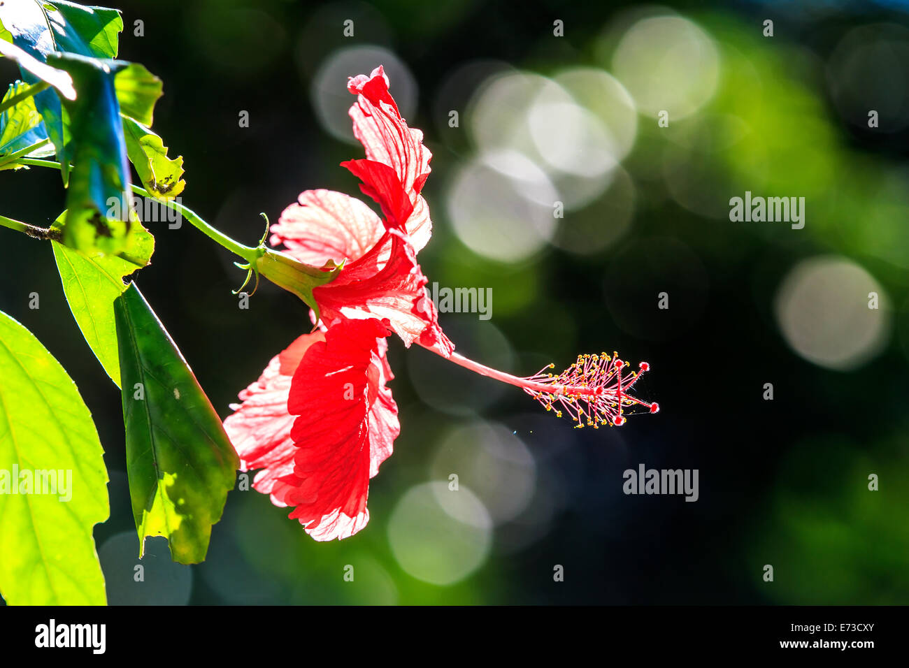 Vintage red hibiscus flower for adv or others purpose use Stock Photo ...