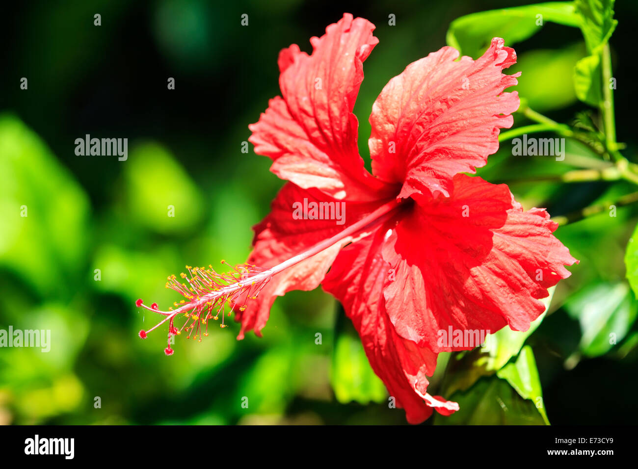 Vintage red hibiscus flower for adv or others purpose use Stock Photo ...