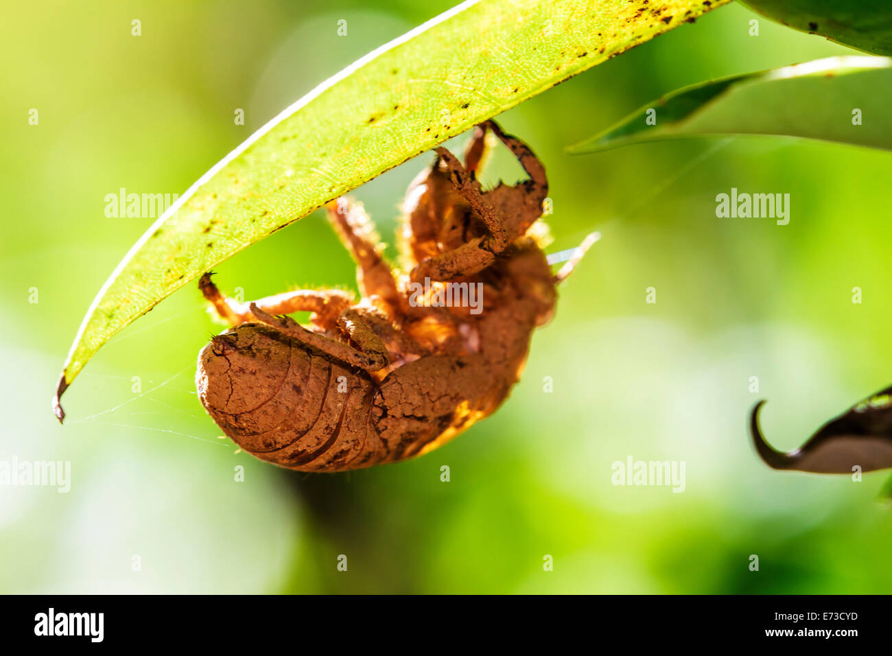 Empty cicada shell hi-res stock photography and images - Alamy