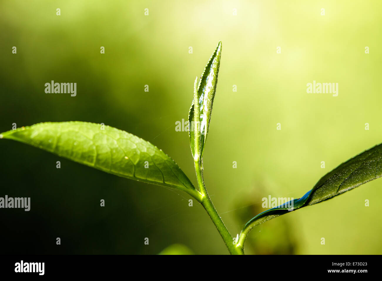 close up green tea leaves for adv or others purpose use Stock Photo - Alamy