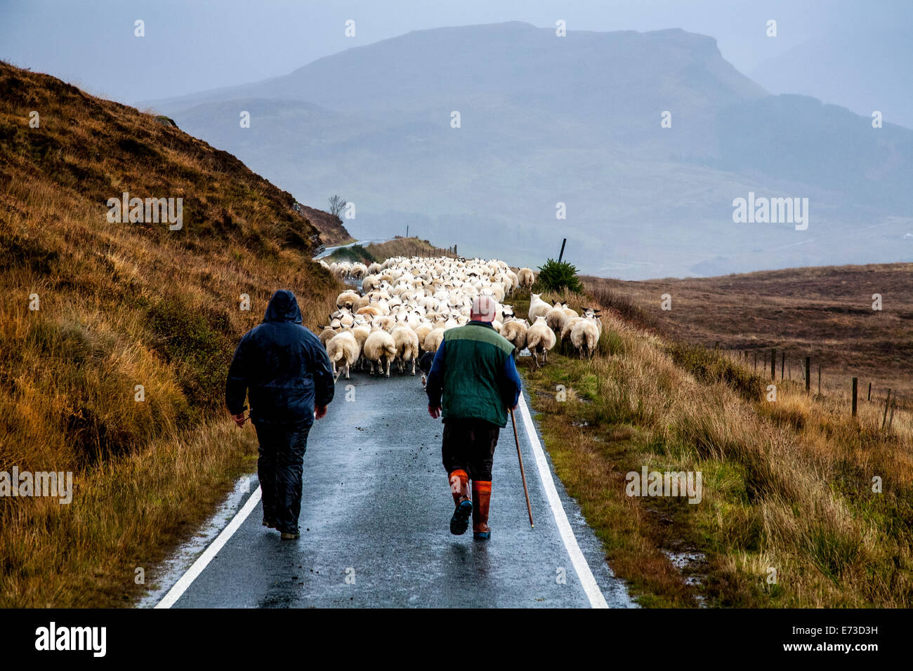 Sheep Farmer Moving His Sheep Along a Single Track Road, Elgol, Isle of ...