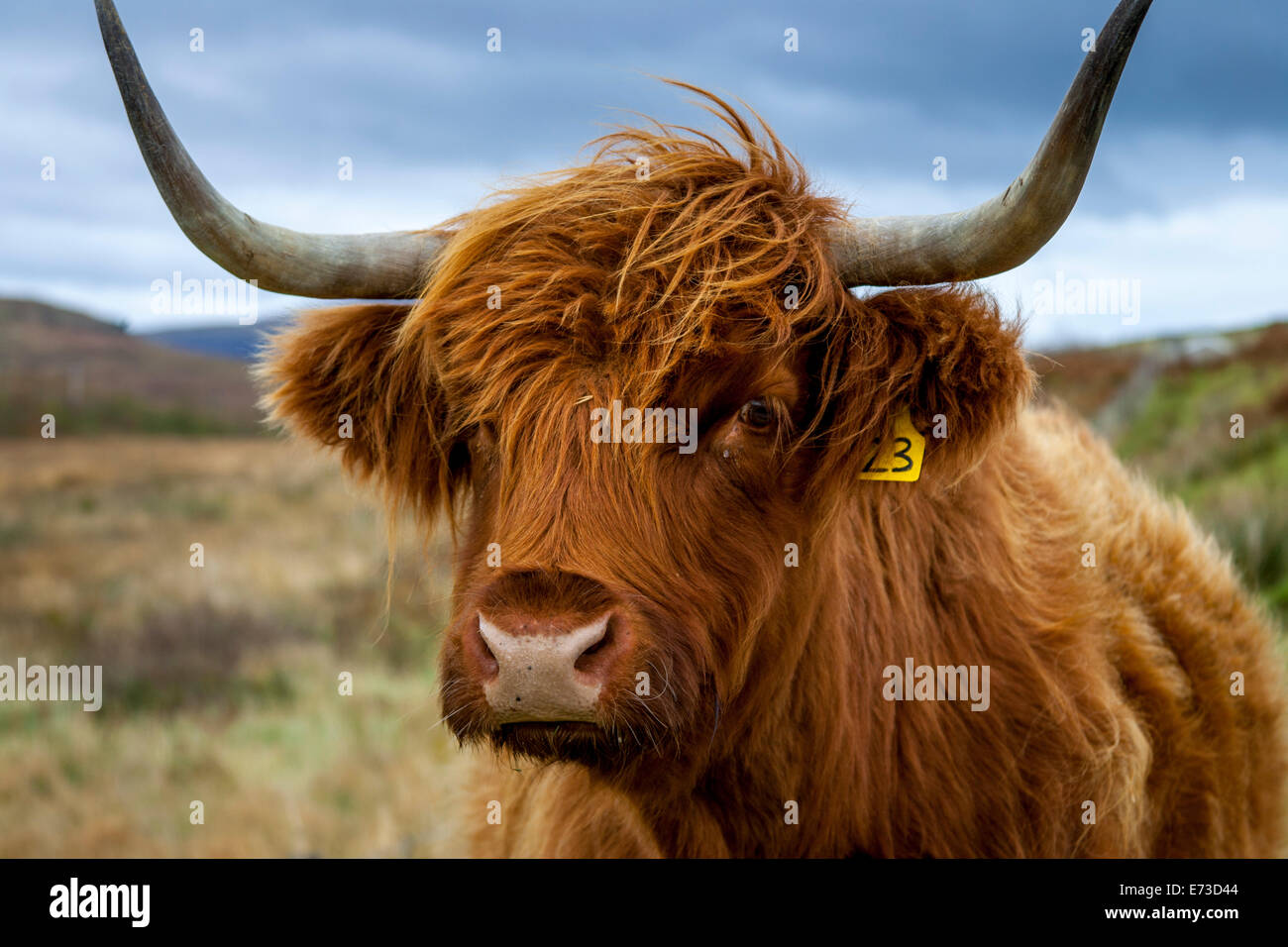 Hebridean cows hi-res stock photography and images - Alamy