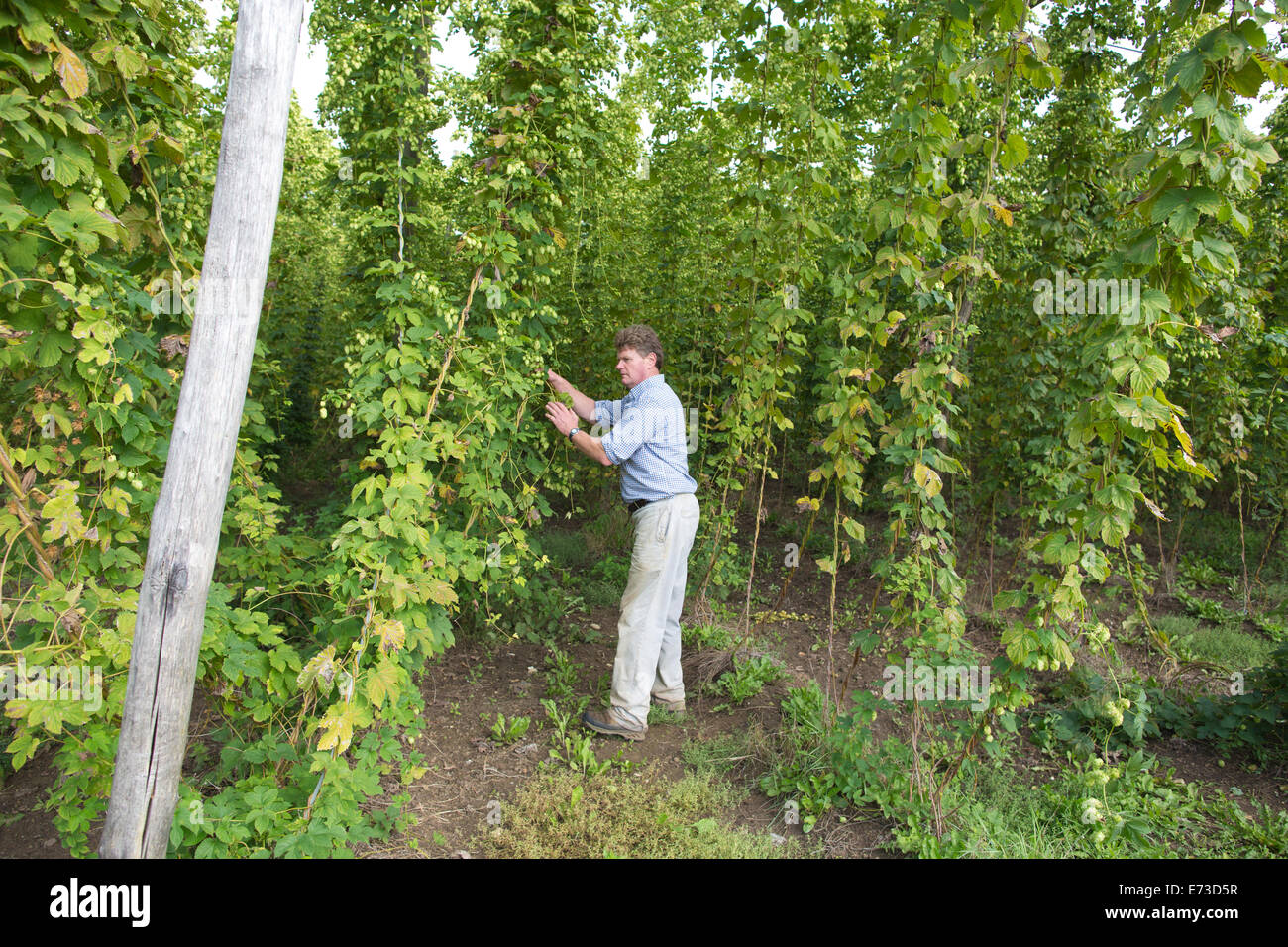 Hops production hi-res stock photography and images - Alamy