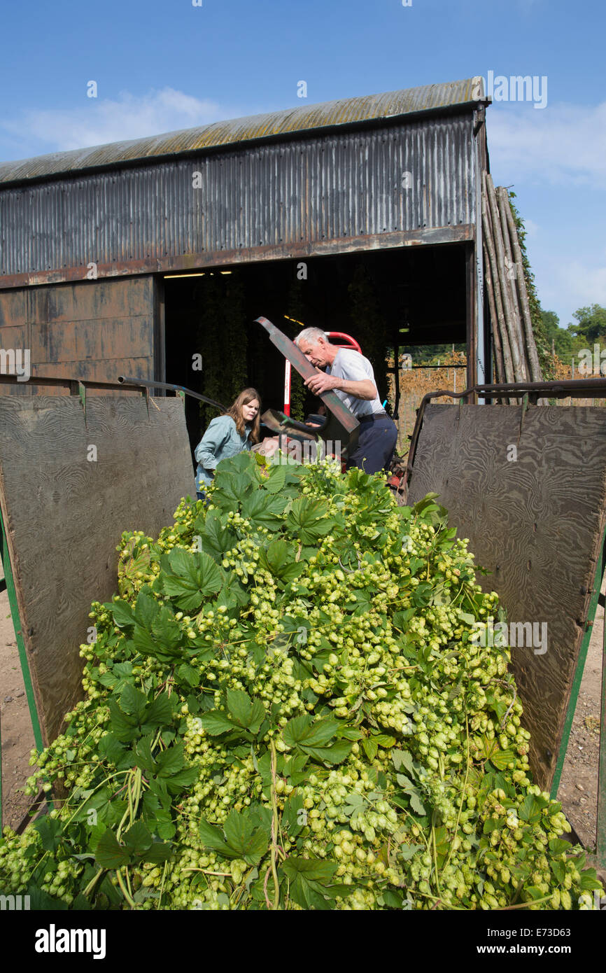 Hops being harvested ready to be exported to breweries for beer ...