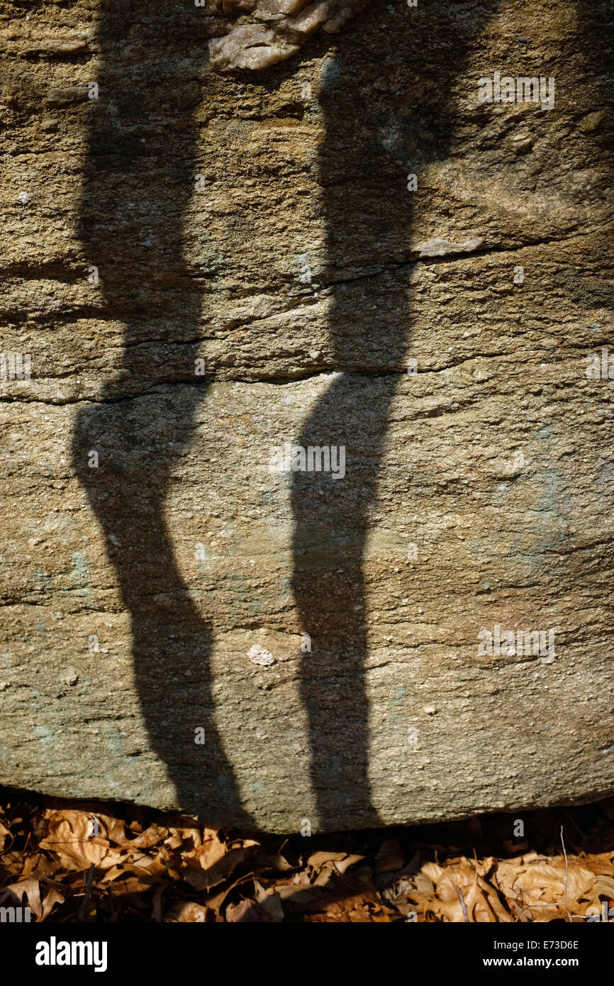 Tree shadows on Rock and Leaves Stock Photo - Alamy