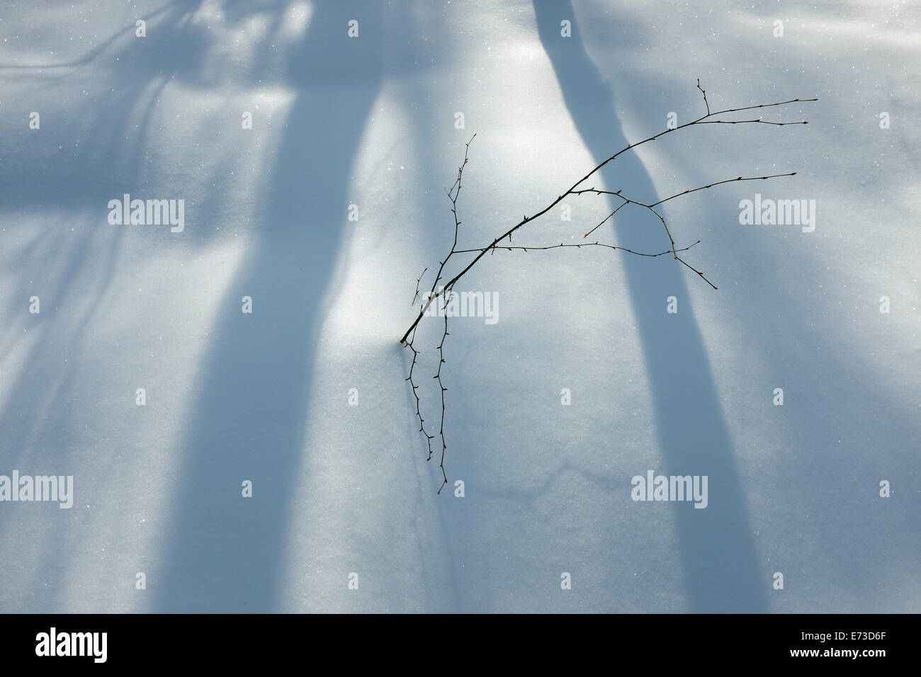 Tree branch shadows hi-res stock photography and images - Alamy