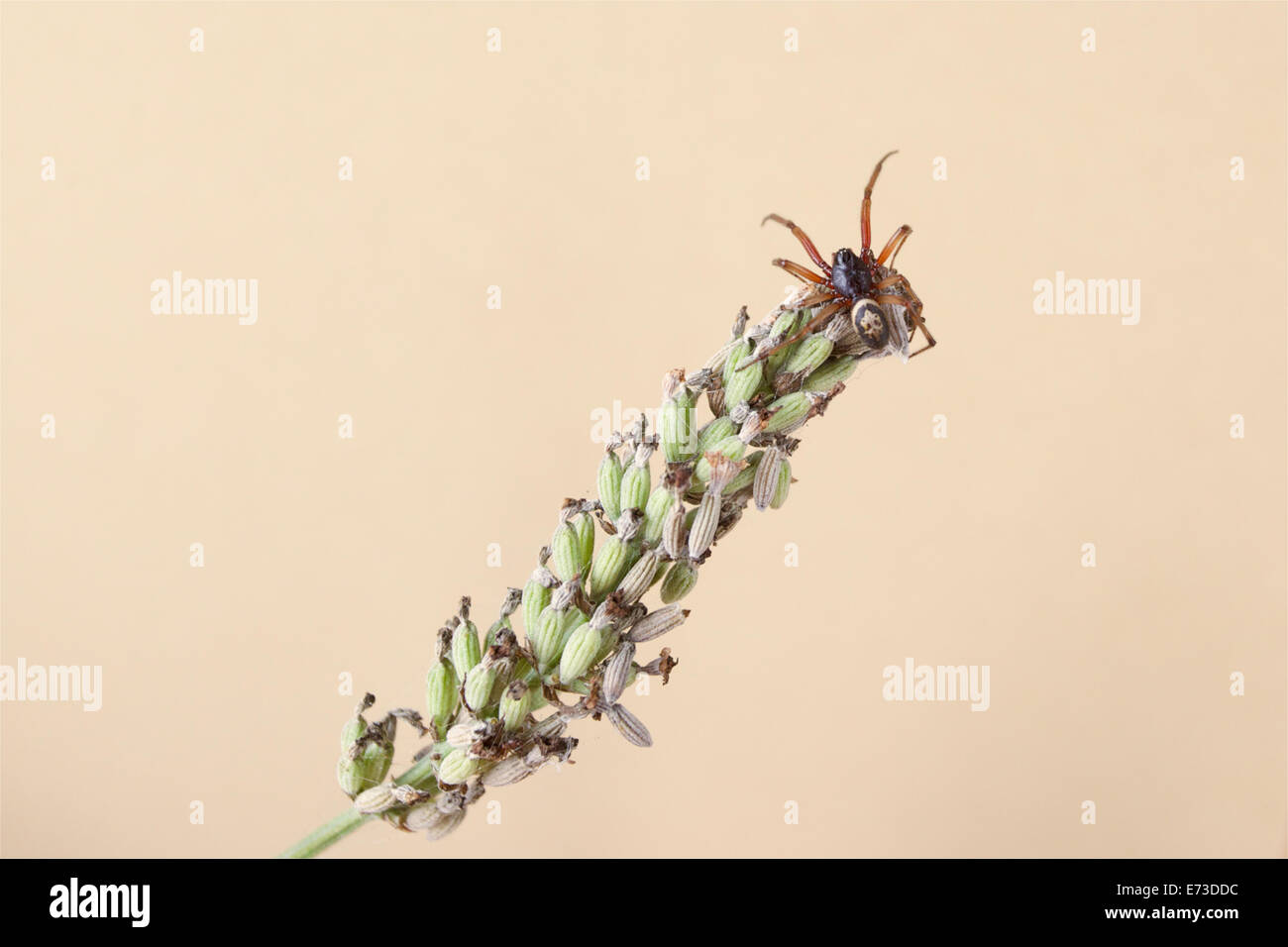 False widow spider bite hi-res stock photography and images - Alamy