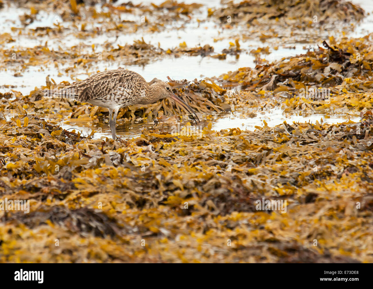 Curlew, Numenius arquata with small crab on shore of sea loch on Isle ...