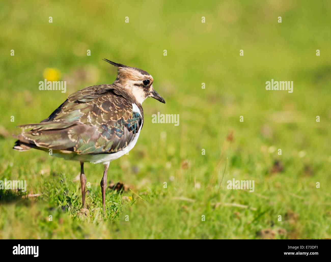 Lapwing on the ground hi-res stock photography and images - Alamy