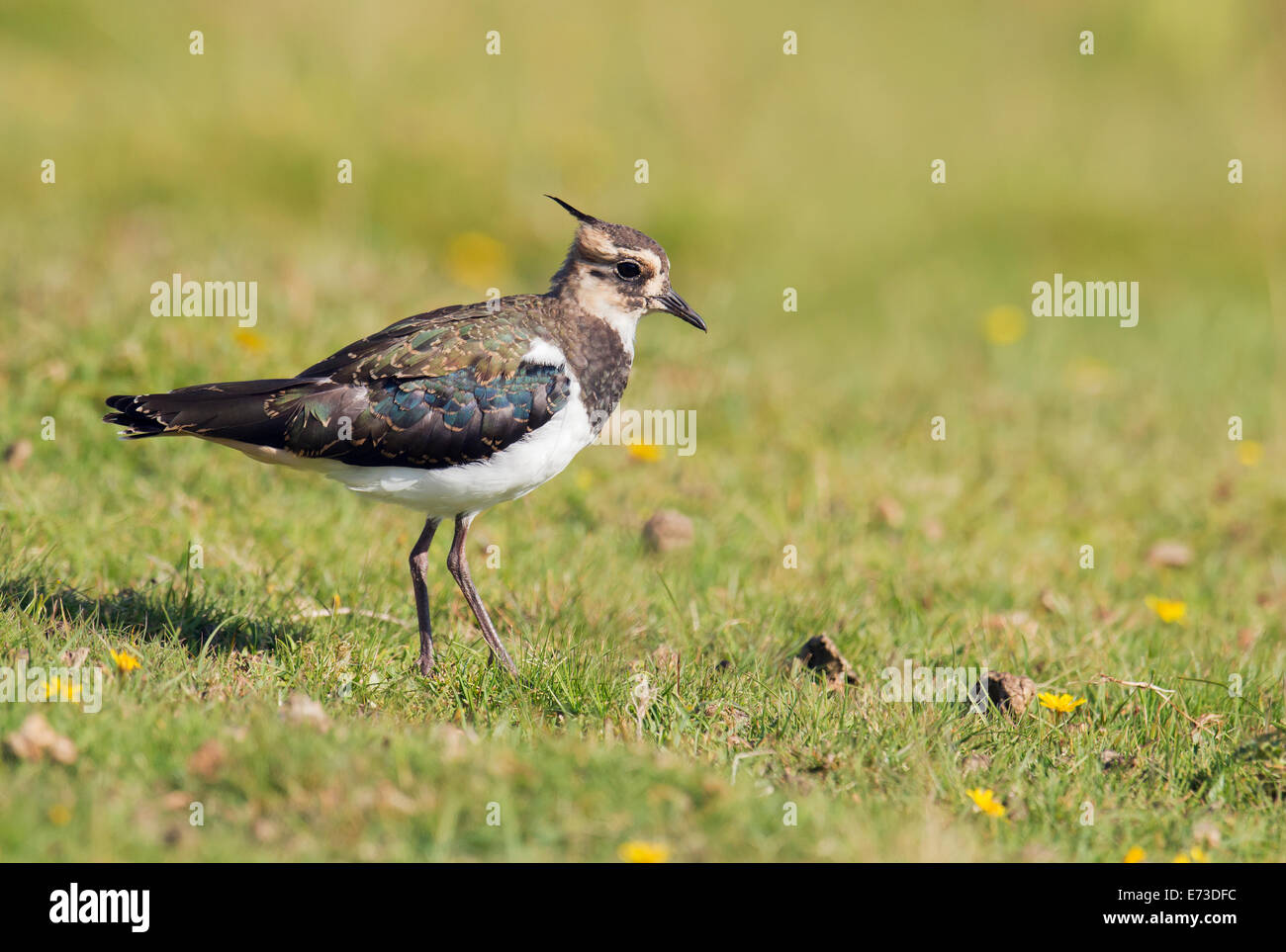 Juvenile lapwing hi-res stock photography and images - Alamy