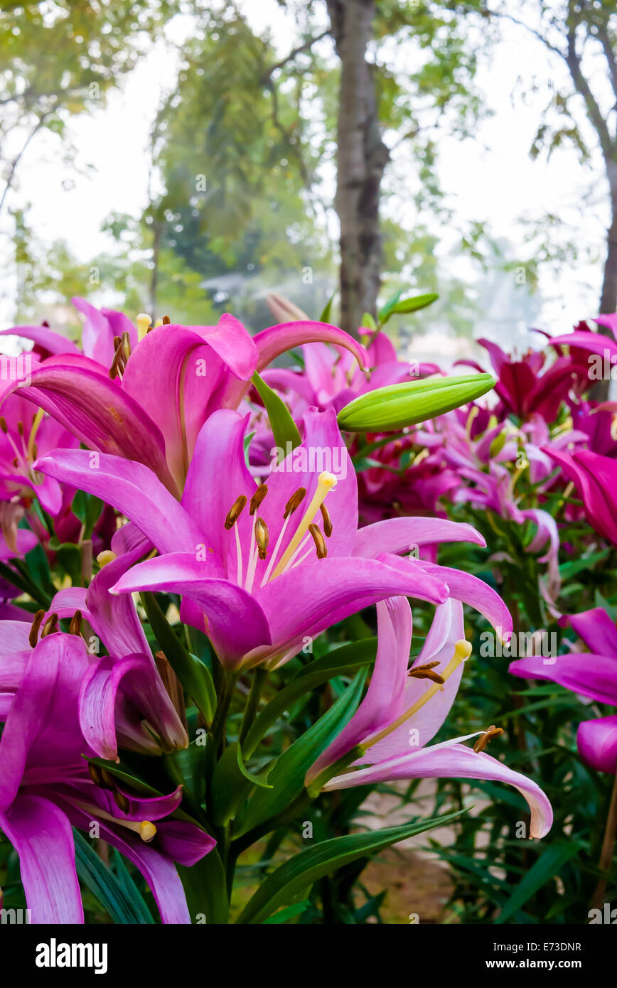 Pink lilles in flower garden Stock Photo - Alamy