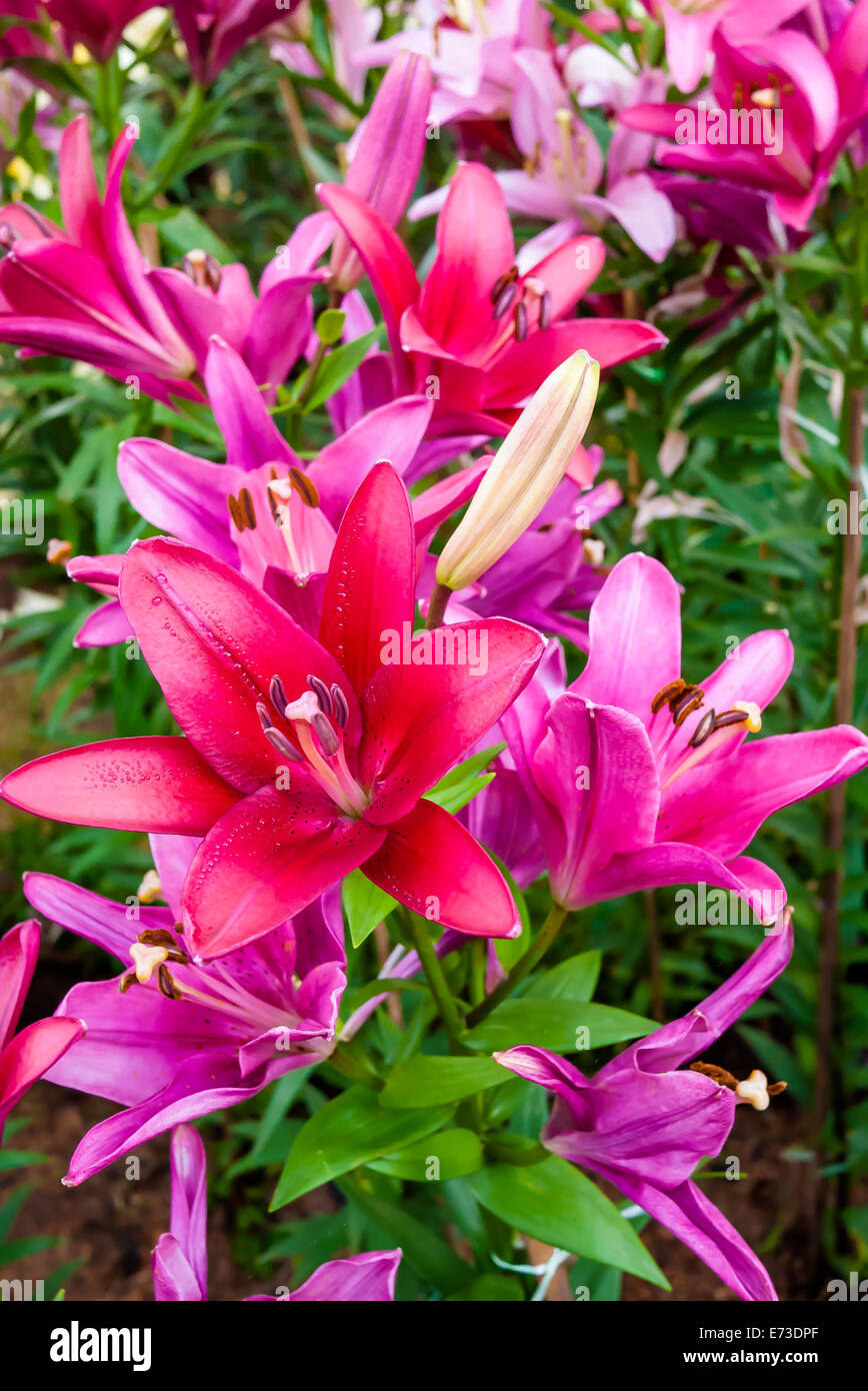 Pink lilles in flower garden Stock Photo - Alamy