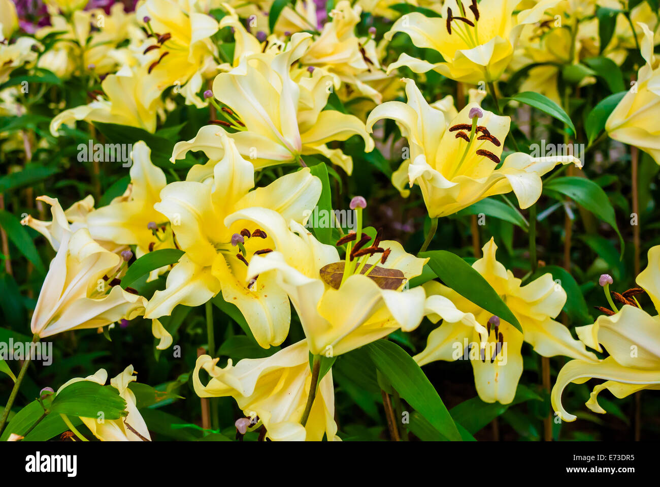 Yellow lilles in flower garden Stock Photo - Alamy