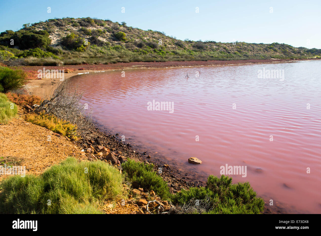 red Hutt Lagoon Stock Photo - Alamy