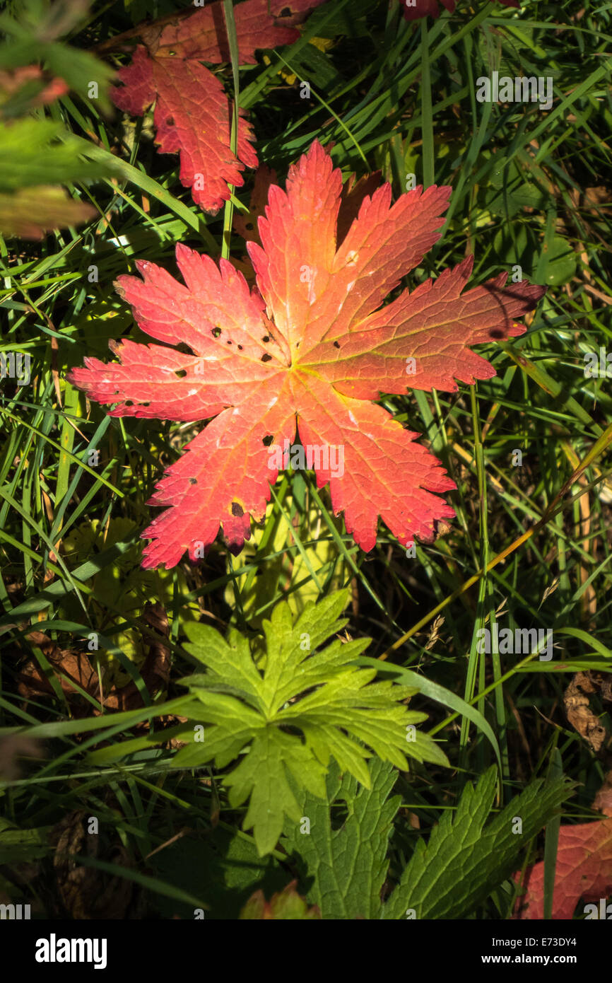Geranium sylvaticum norway hi-res stock photography and images - Alamy