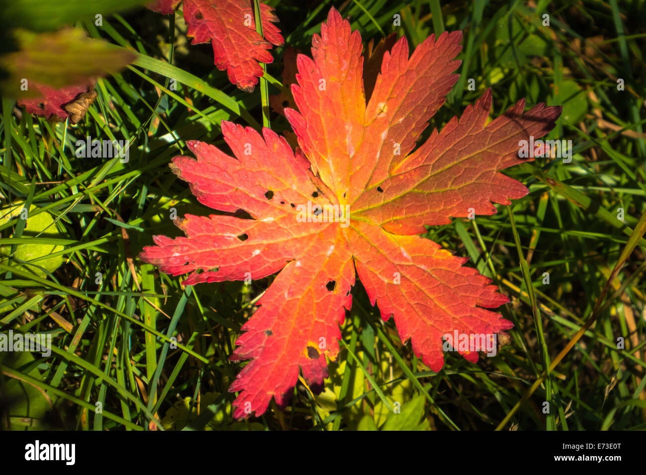 wood cranesbill leaf in autumn, geranium sylvaticum Stock Photo - Alamy