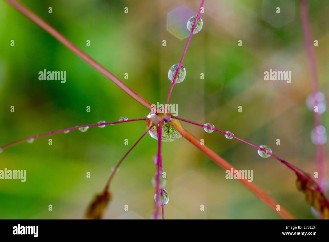Rain Drops On Plant Stem Stock Photo - Alamy