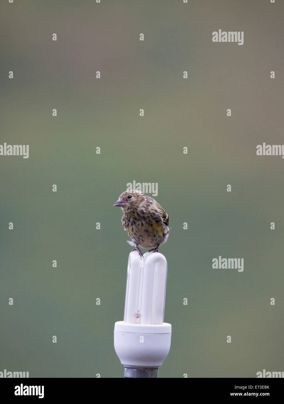 Saving bird hi-res stock photography and images - Alamy