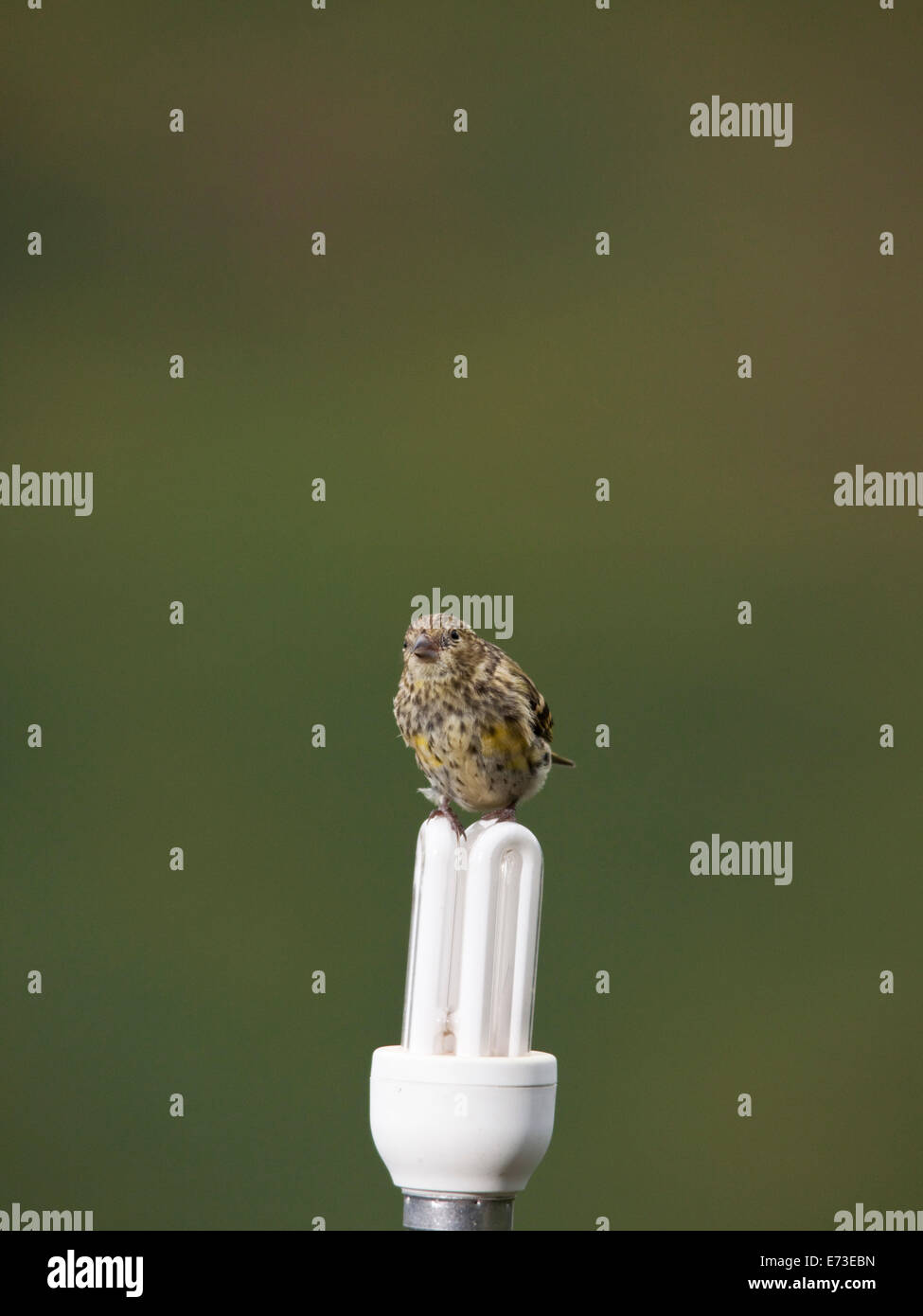 Saving bird hi-res stock photography and images - Alamy