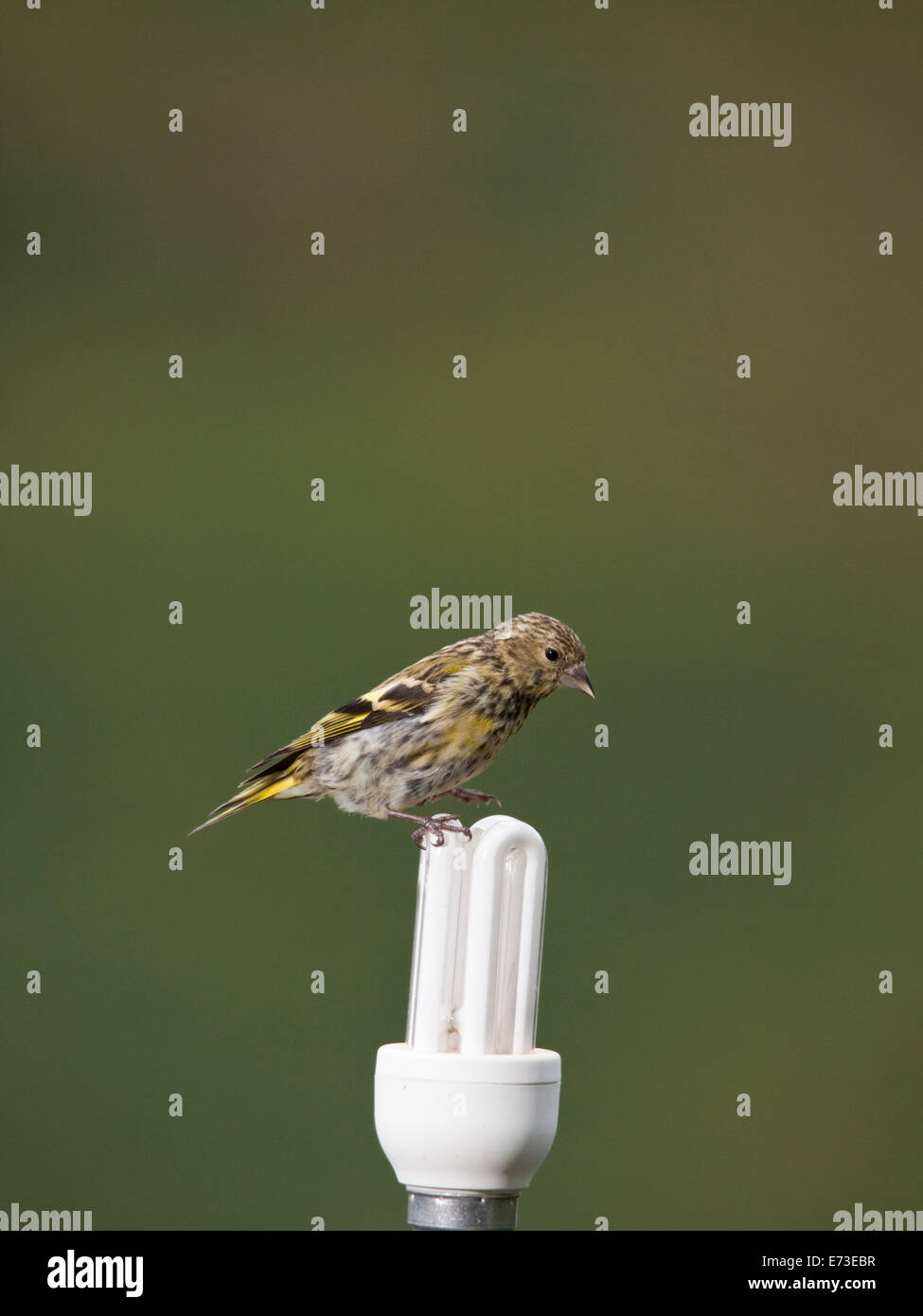 Saving bird hi-res stock photography and images - Alamy