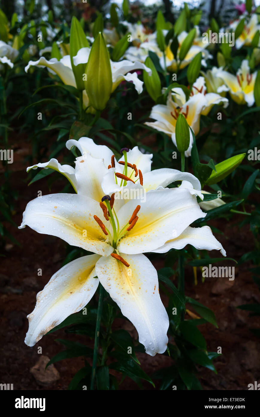White lilles in flower garden Stock Photo - Alamy