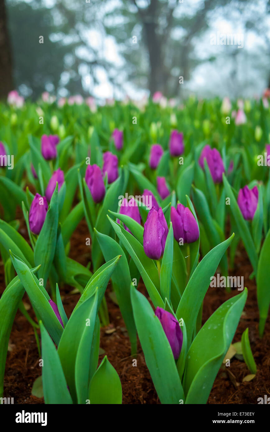 Multicolor tulips and on nature background Stock Photo - Alamy