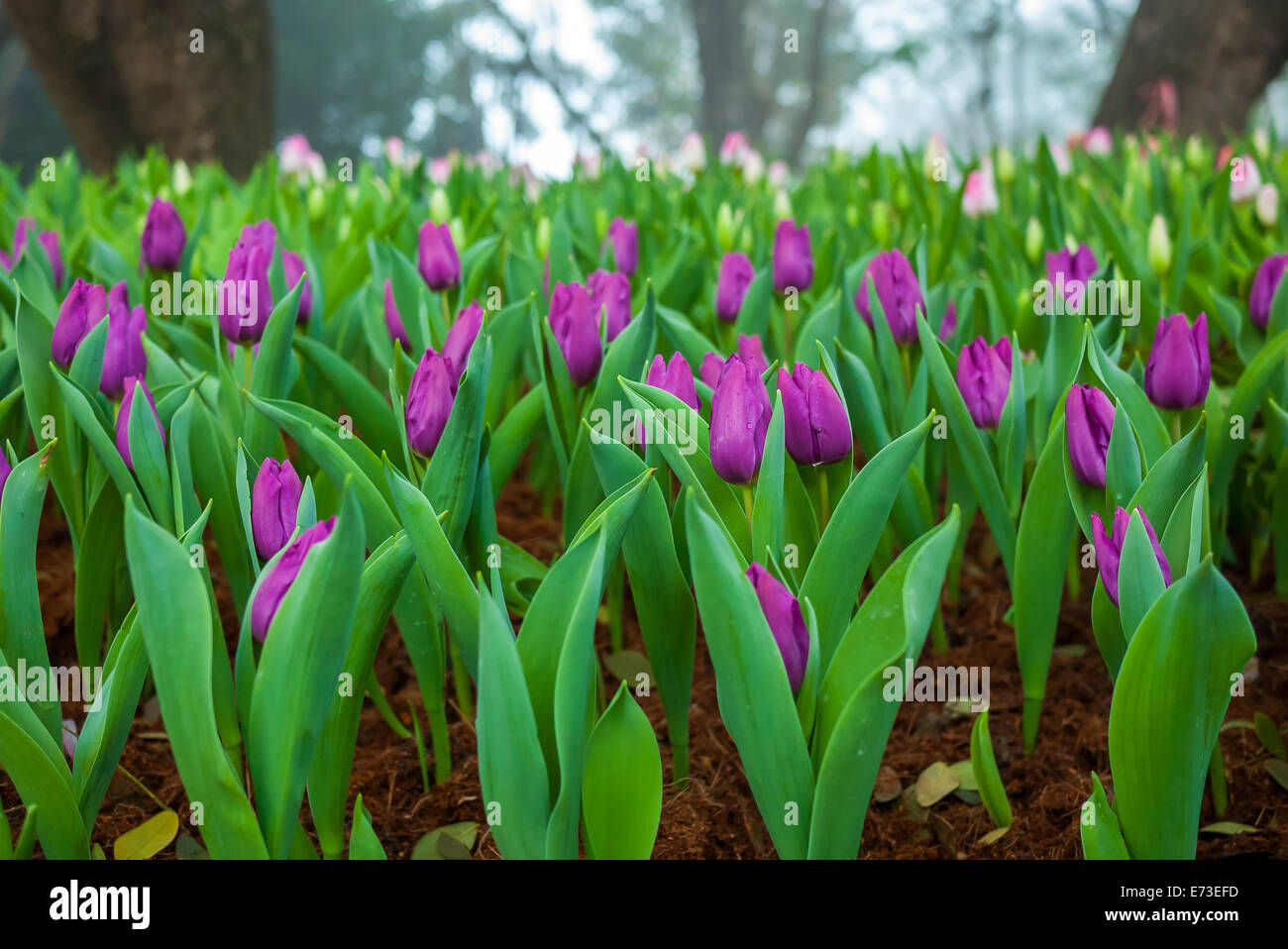 Multicolor tulips and on nature background Stock Photo - Alamy