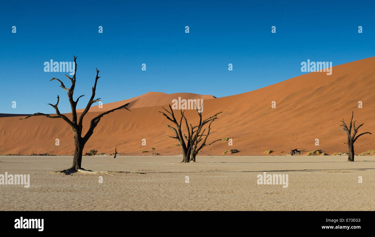 Dead trees and Red Sand Dunes, Namib Desert, Dead Vlei, Namibia Stock ...