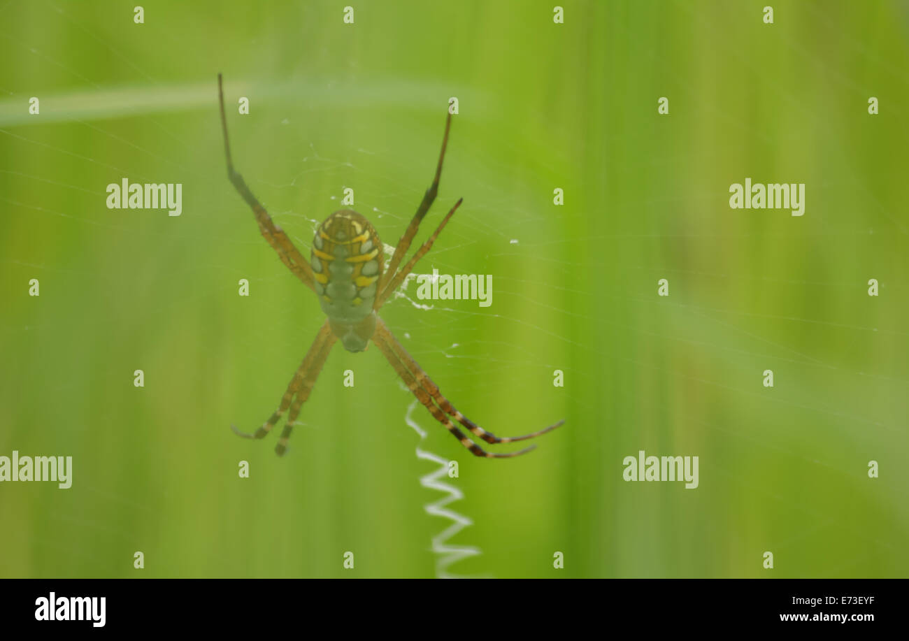 Arachnid silk hi-res stock photography and images - Alamy