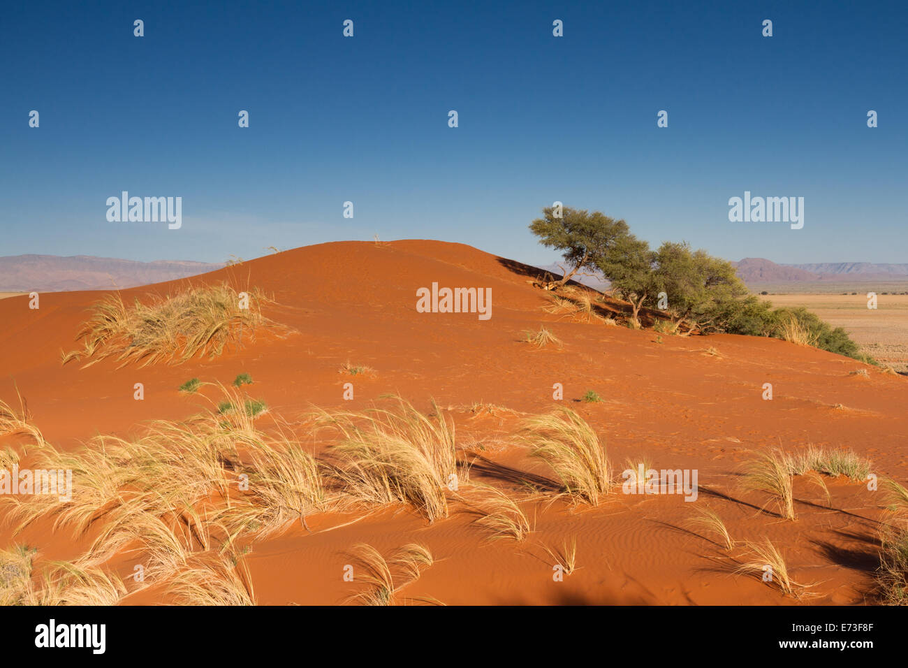 Namibia namib evening desert hi-res stock photography and images - Alamy