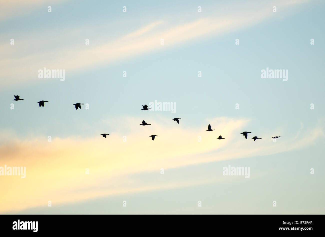 Geese flying formation hi-res stock photography and images - Alamy